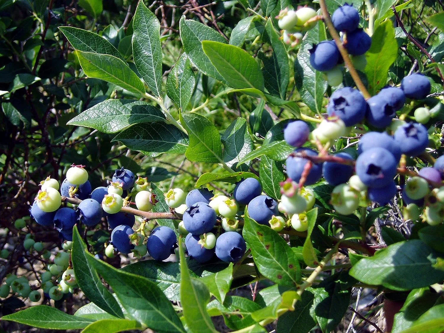The Surprising Science Behind Growing Perfect Blueberries – Wekiva Foliage