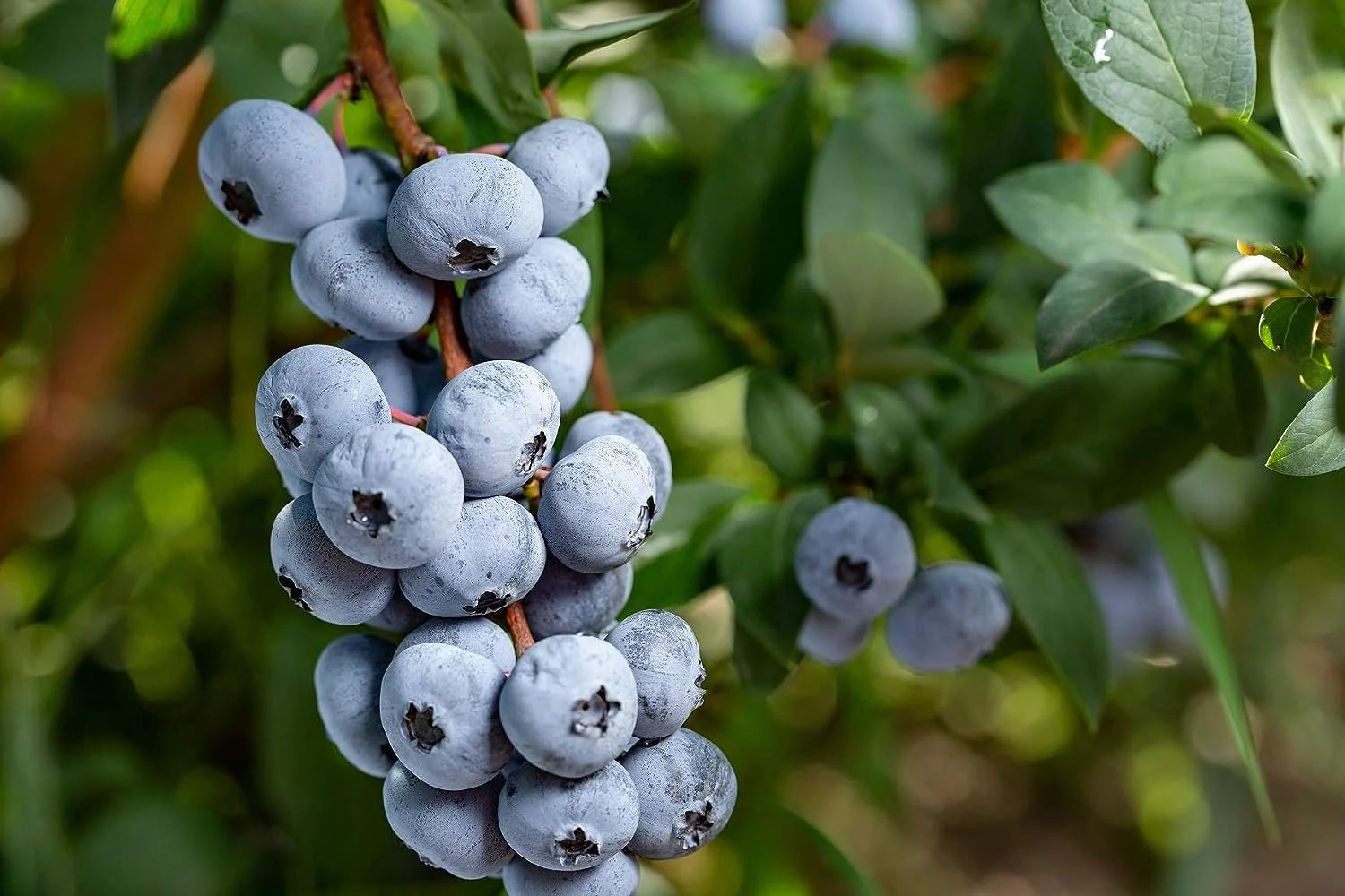 Blueberry Plants Demystified: Expert Tips for a Bountiful Harvest ...
