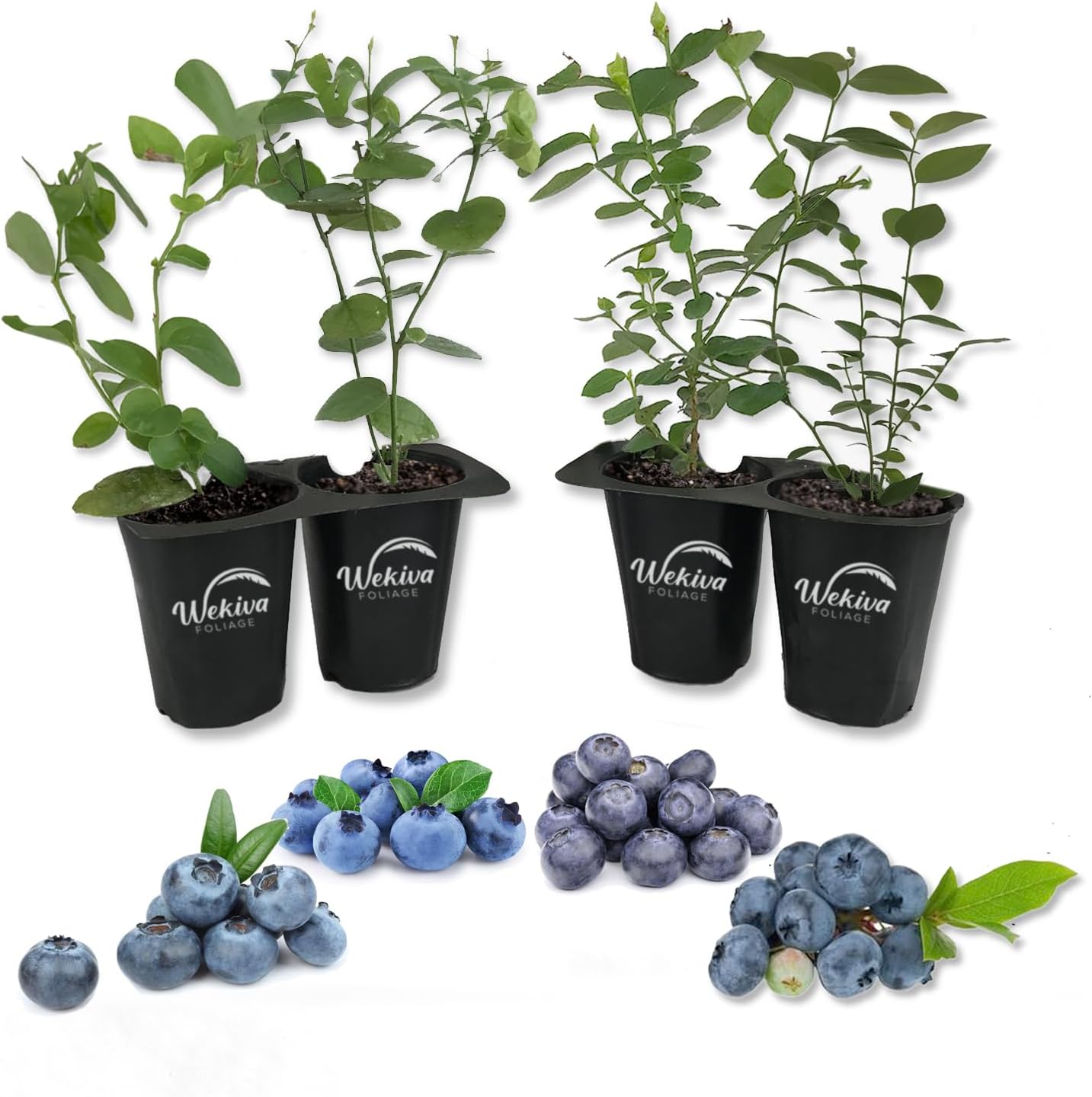 Planting with Plant Starters and Plugs – Wekiva Foliage