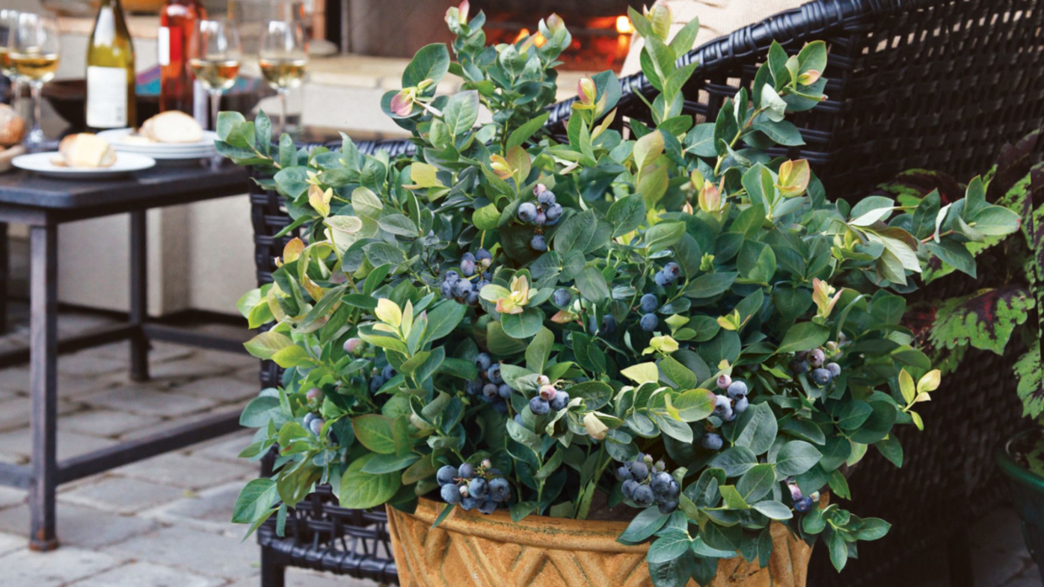 How to Plant Blueberry Bushes in the Ground – Wekiva Foliage