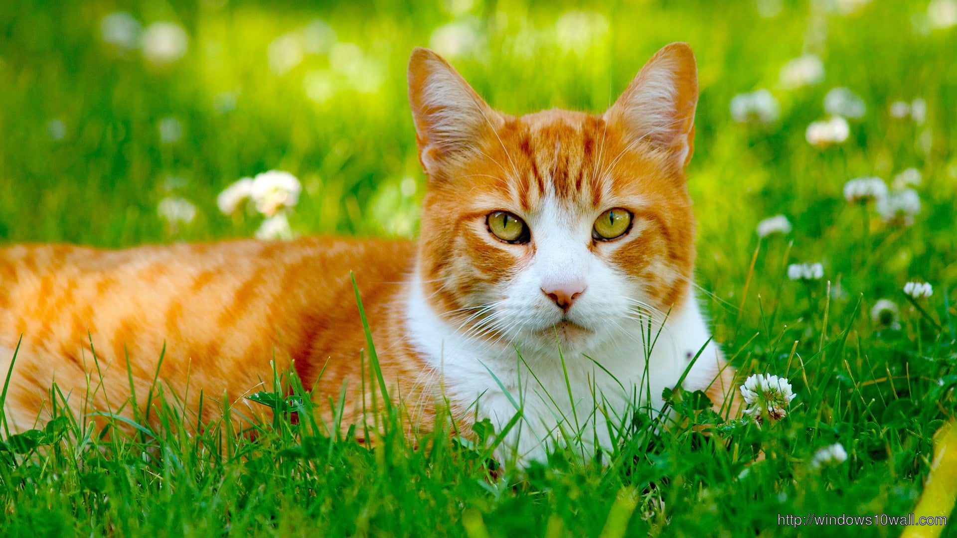 Are Lemon Tree Leaves Toxic to Cats? – Wekiva Foliage