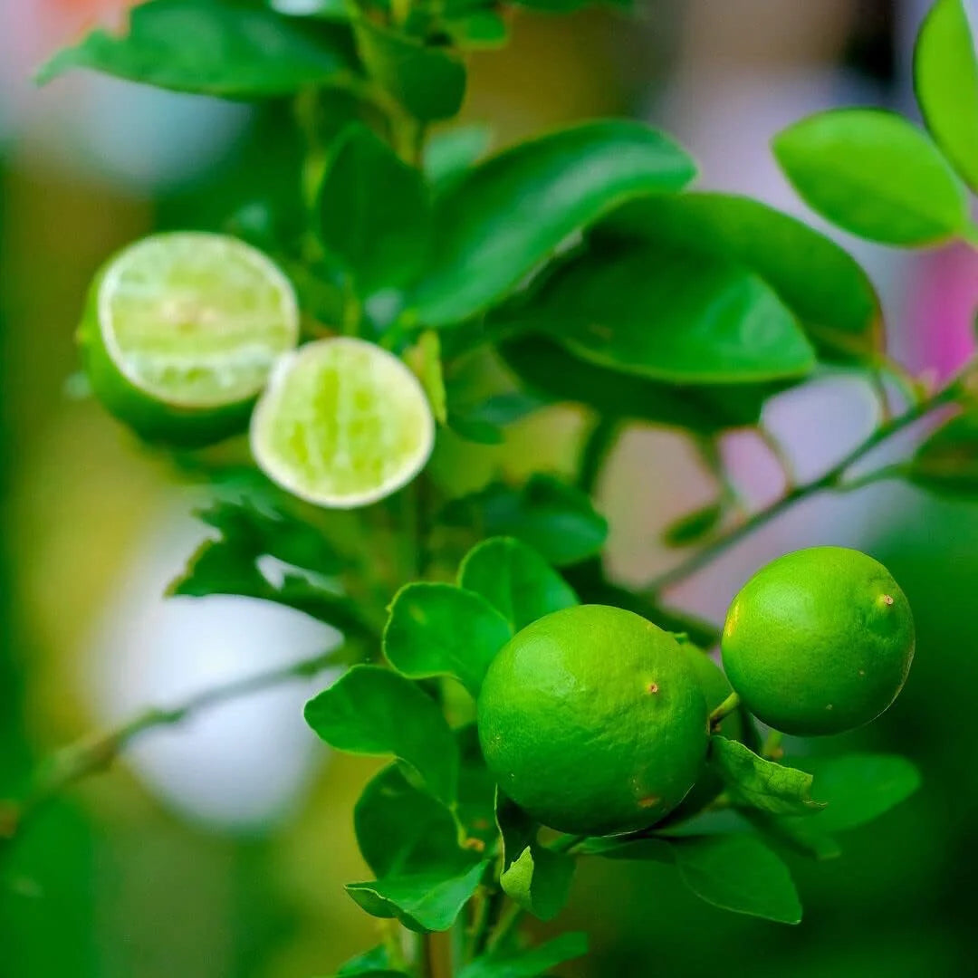 Why Florida Is the Ultimate Place for Citrus Trees (And How to Get Sta ...