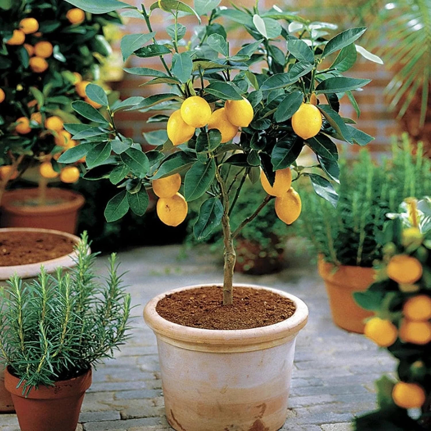 Top 5 Citrus Varieties Perfect for Florida’s Climate – Wekiva Foliage