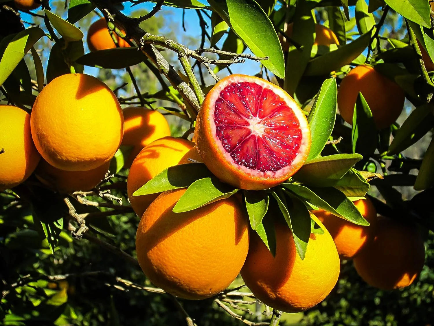 Secrets to Growing Juicy Citrus in Florida’s Backyard Gardens – Wekiva ...