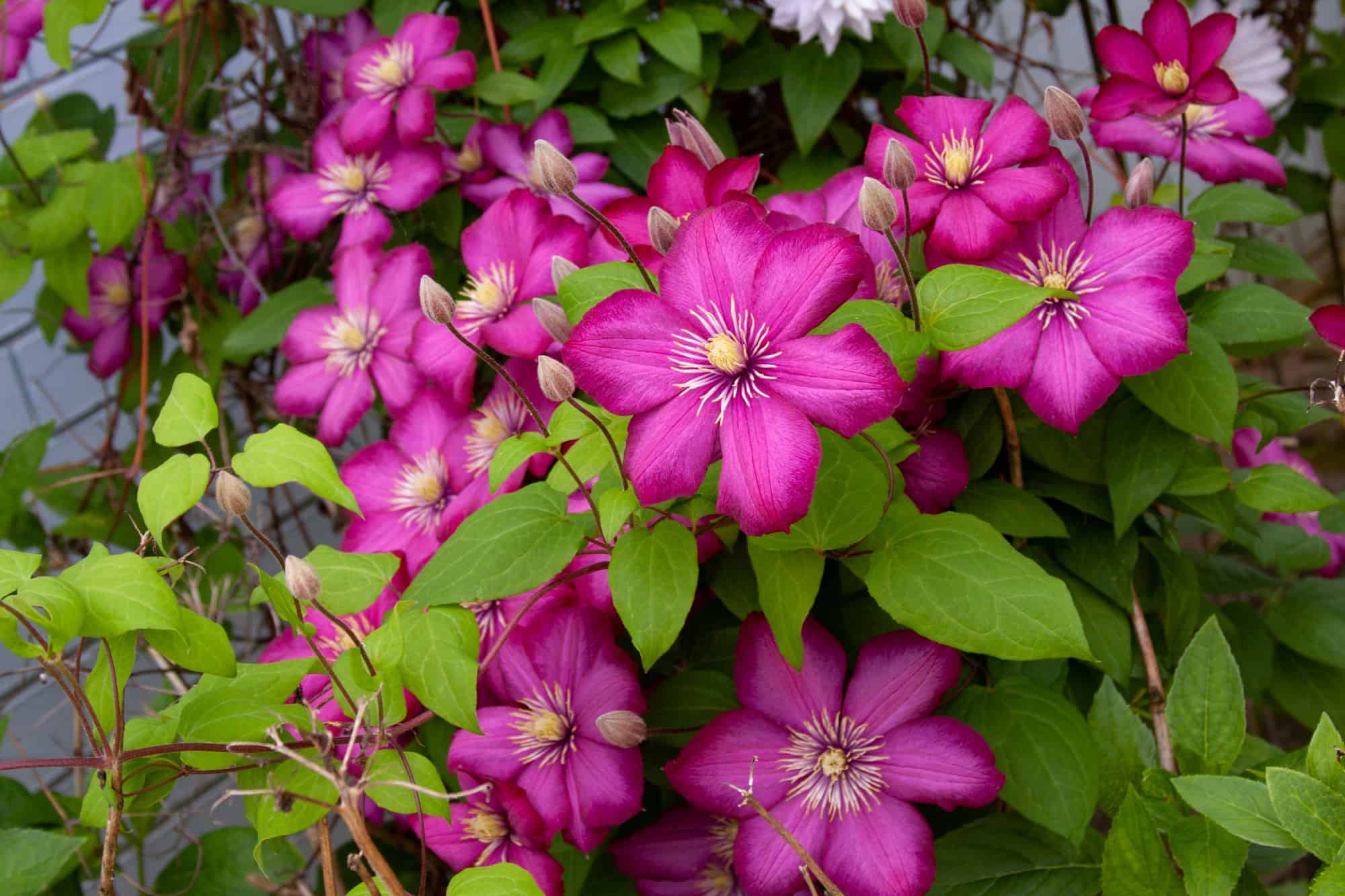 Can Clematis Be Cut Back in the Fall? – Wekiva Foliage