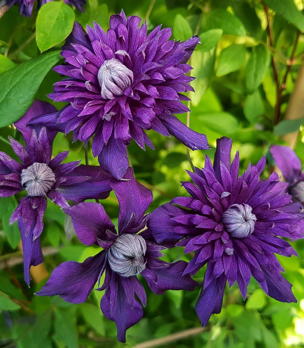 What Clematis Are in Group 1 – Wekiva Foliage