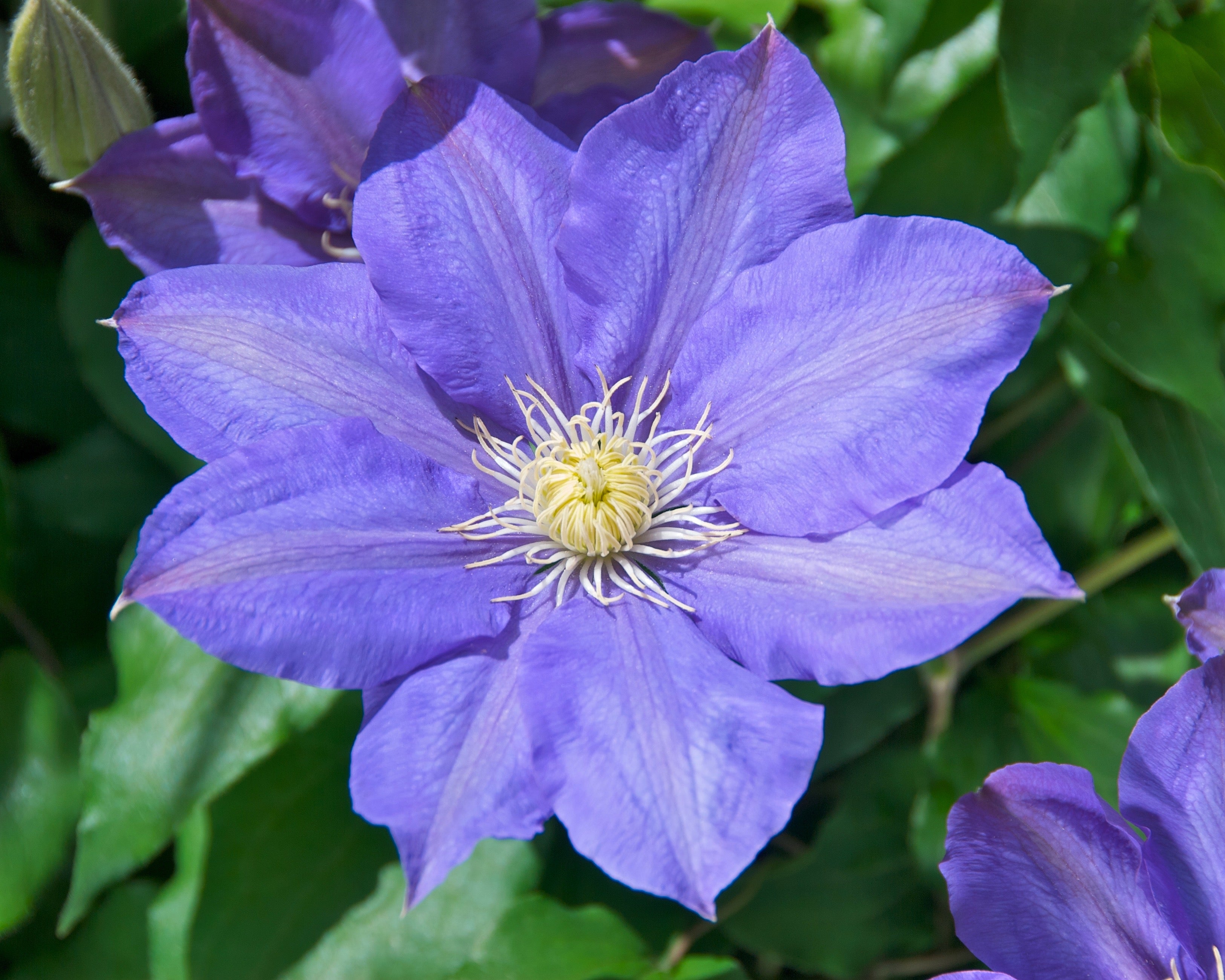 What Clematis Has the Largest Flowers – Wekiva Foliage