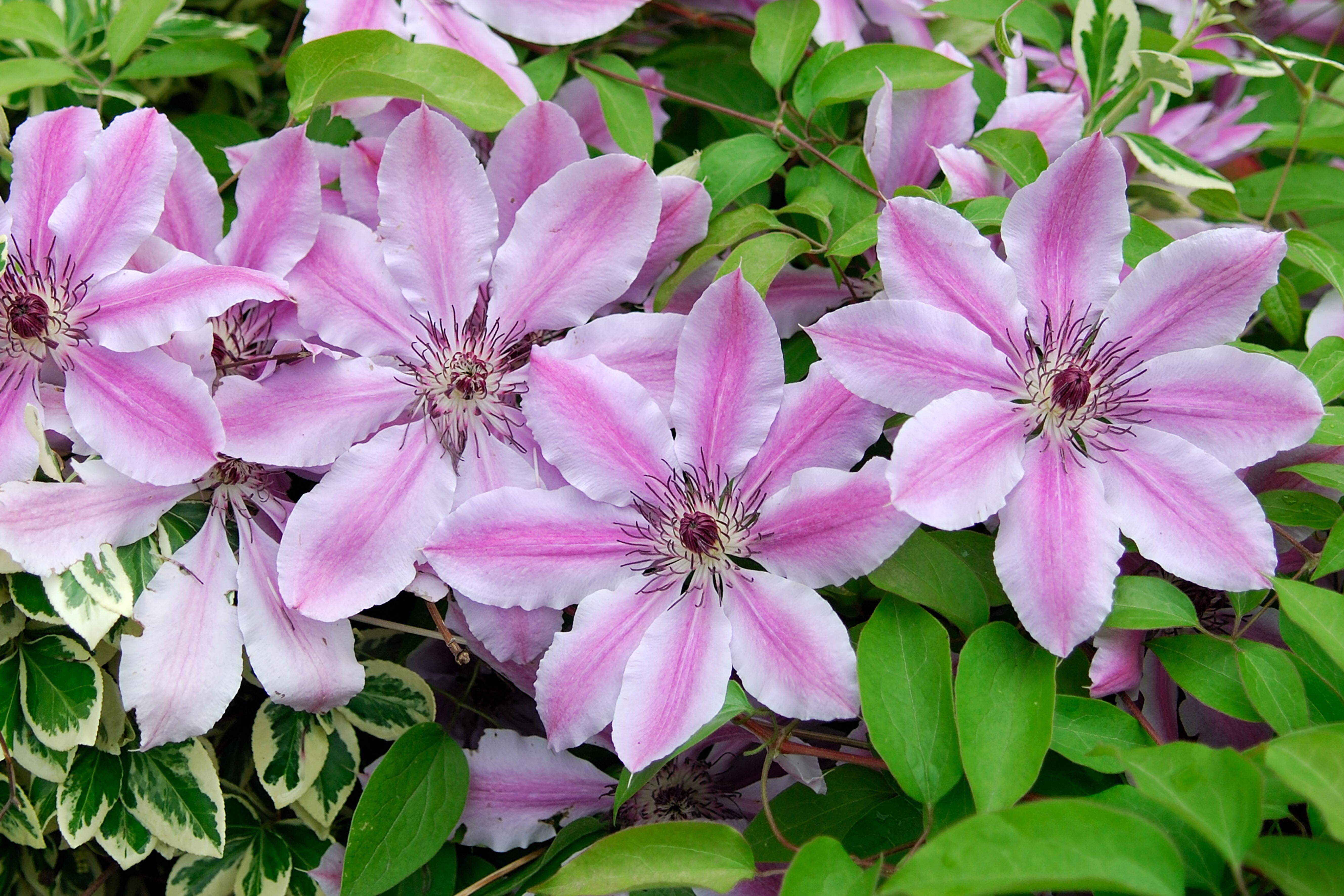 Clematis: How Much Water – Wekiva Foliage