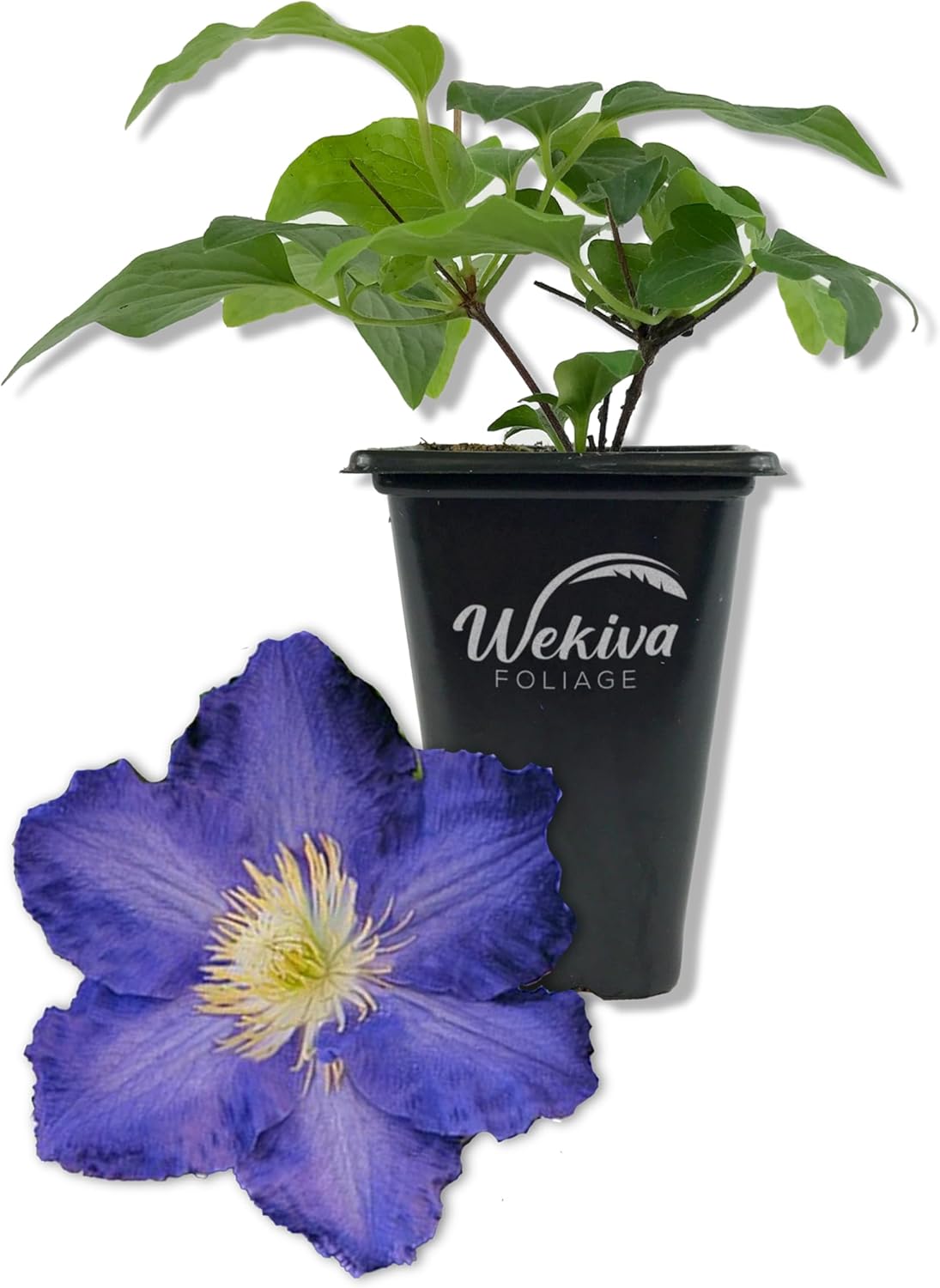 Clematis: How Deep to Plant – Wekiva Foliage