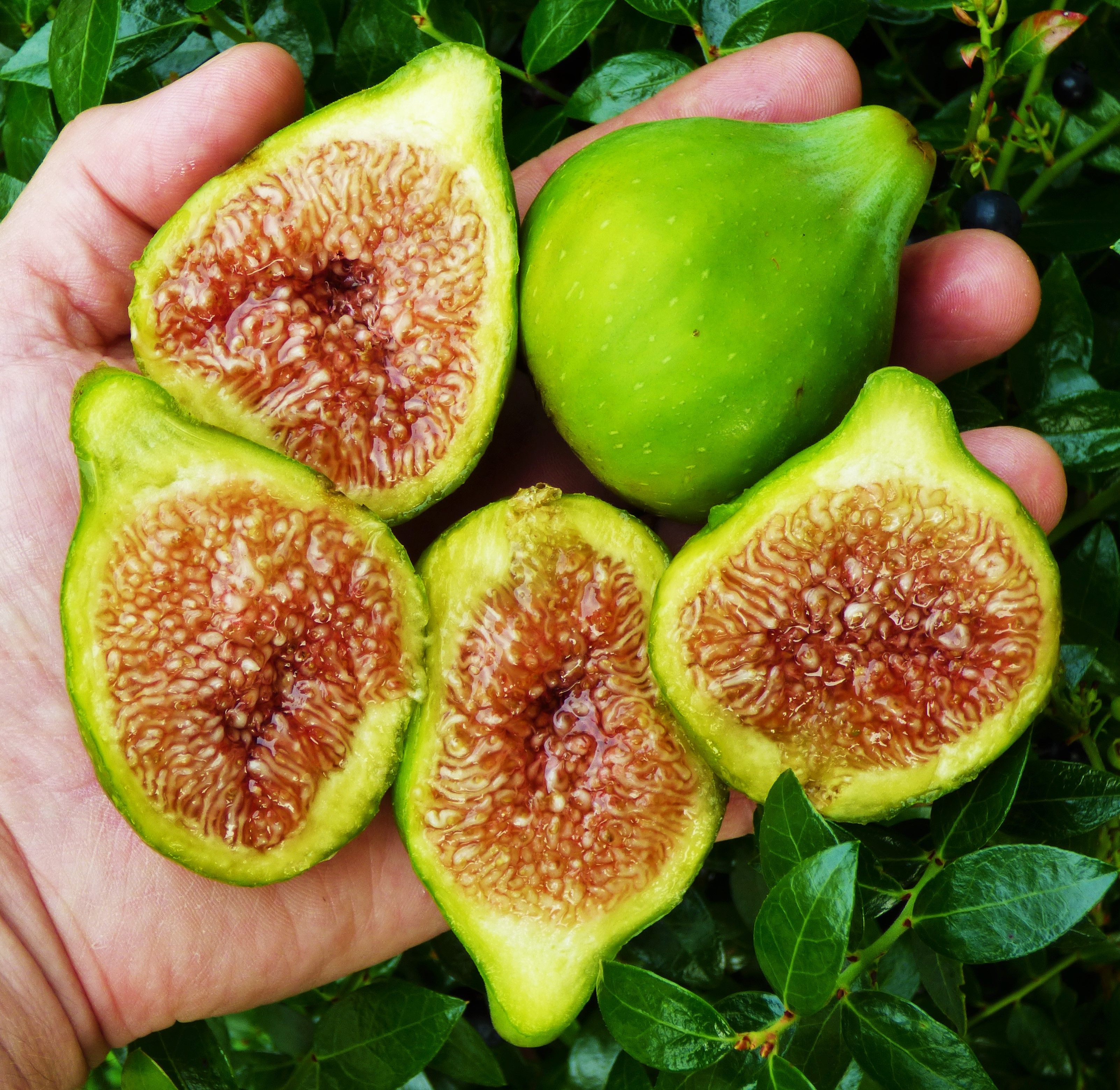 Are Fig Tree Leaves Poisonous? – Wekiva Foliage