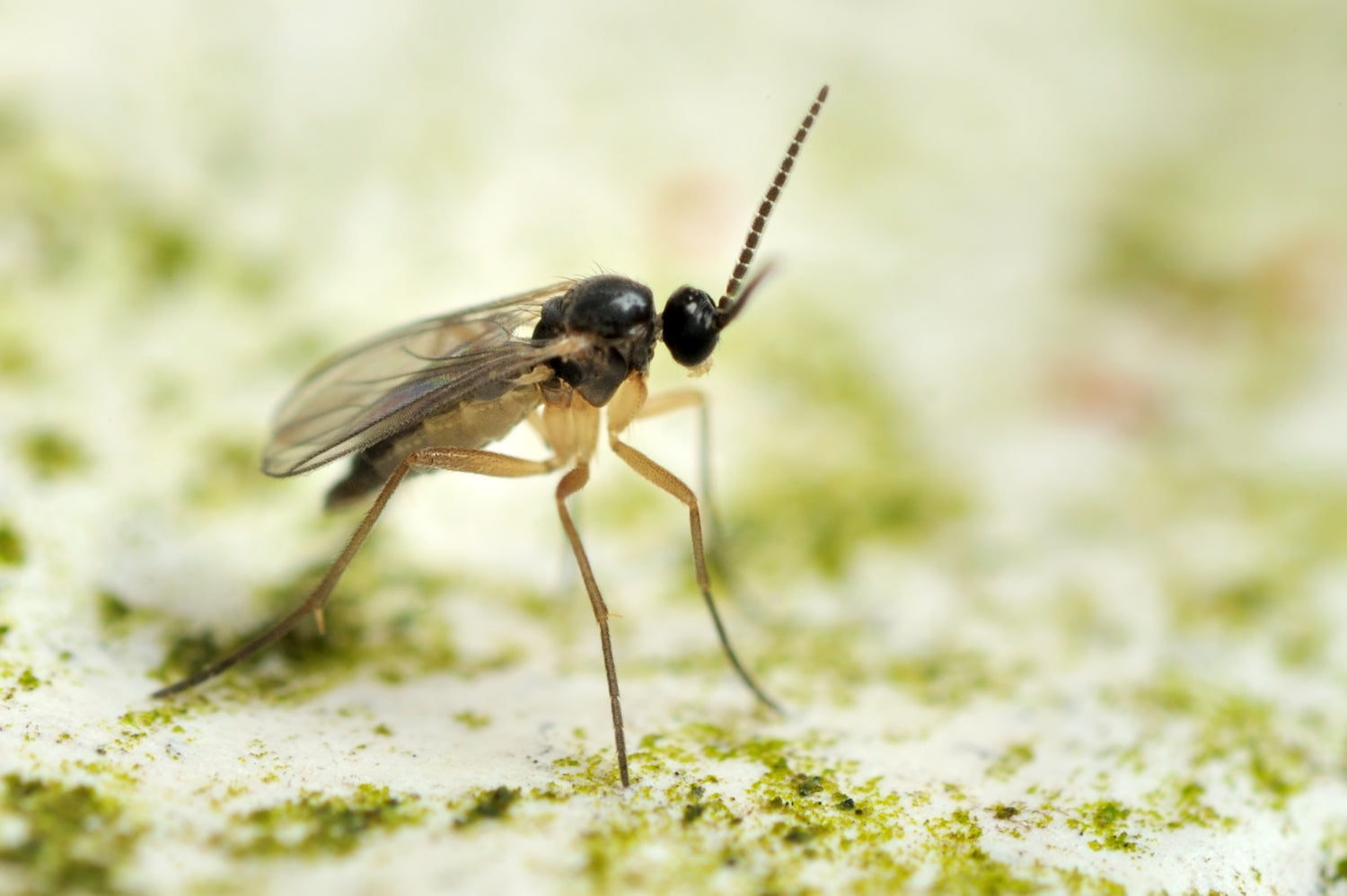 How to Get Rid of Gnats in Houseplants – Wekiva Foliage