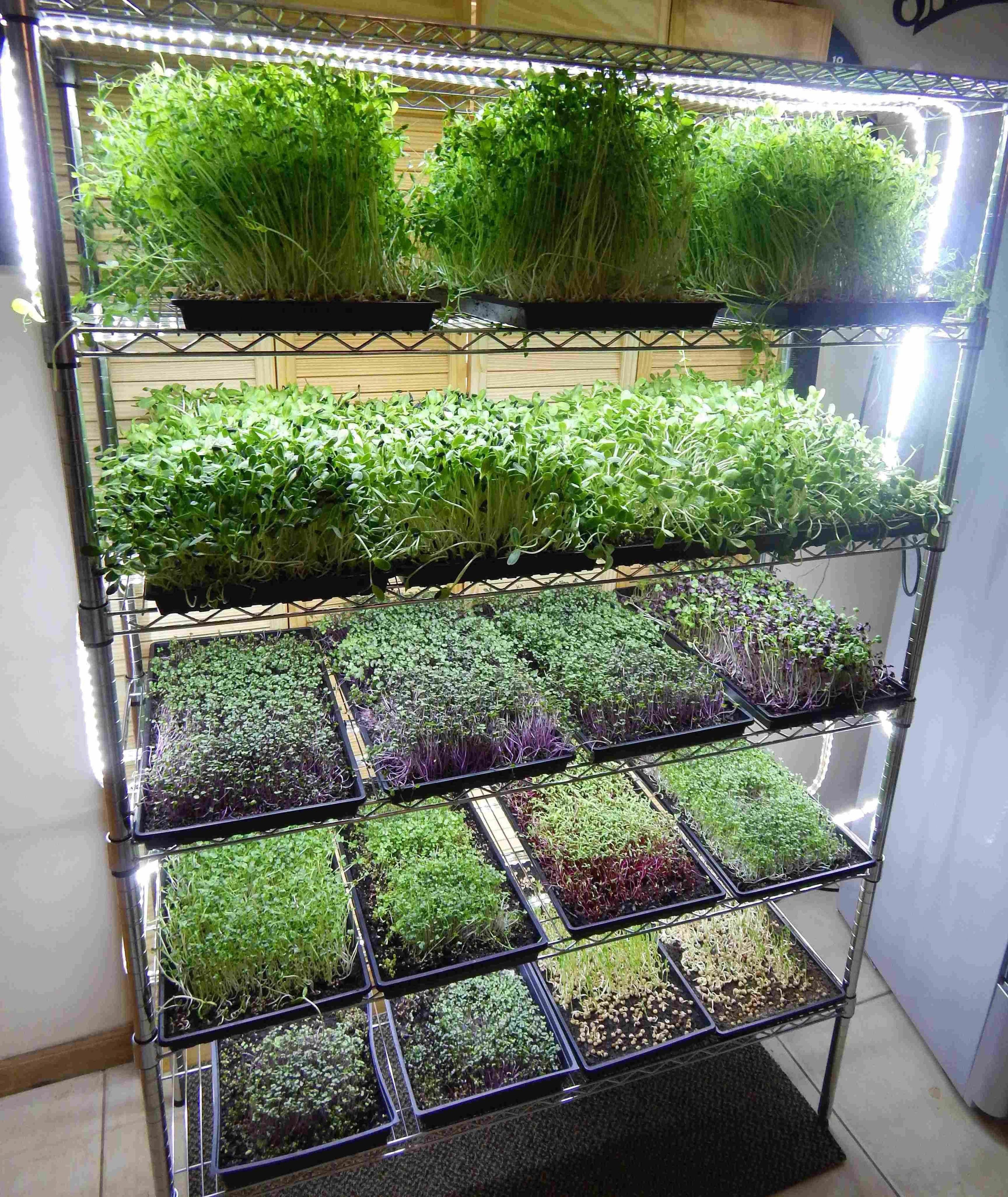 How to Create a Mini Indoor Herb Garden – Wekiva Foliage