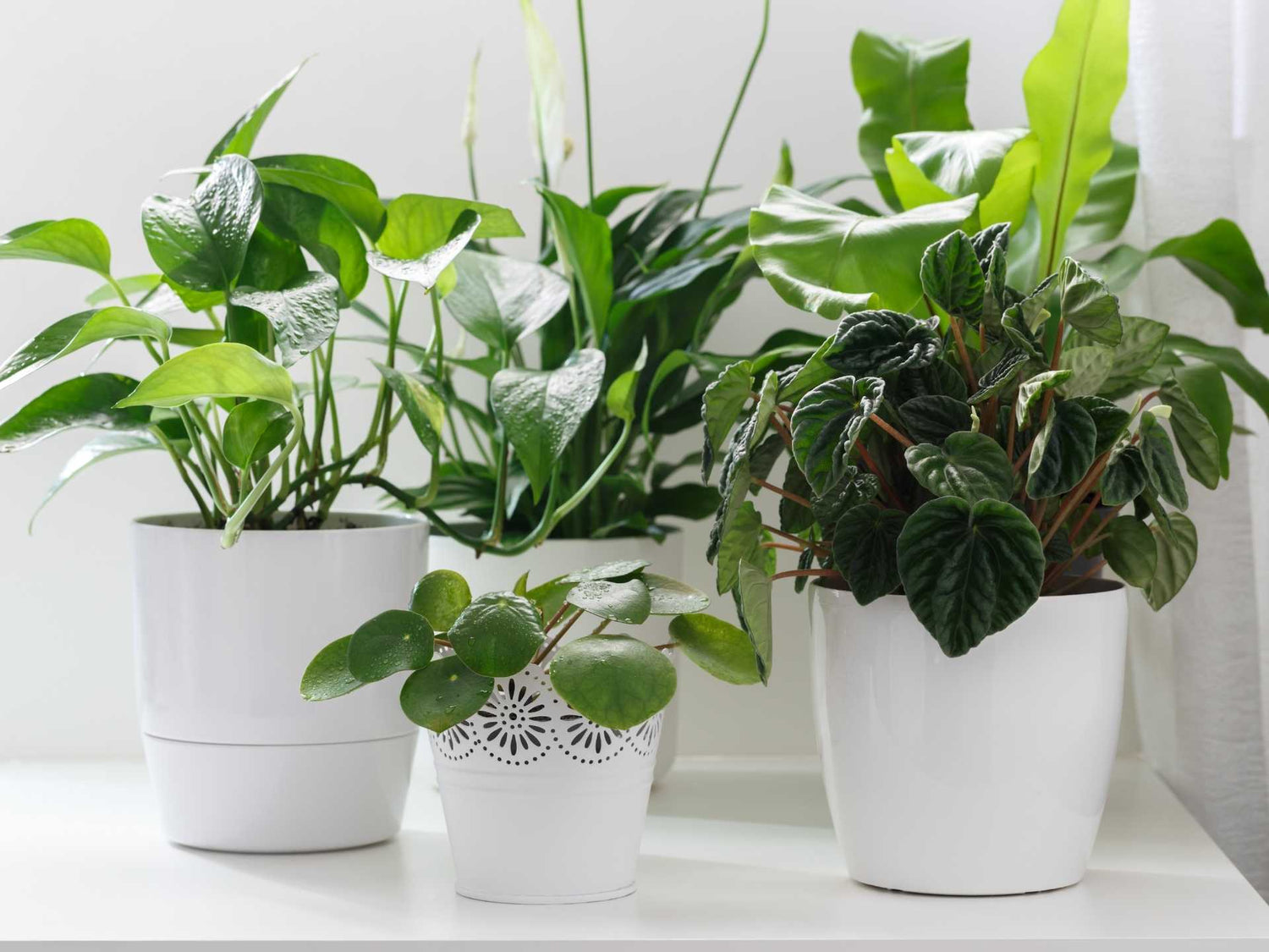 The Ultimate Guide to Rare Houseplants That Will Elevate Your Indoor J ...