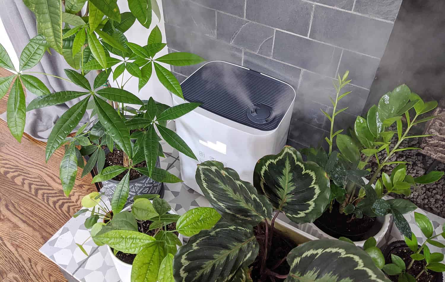 The Importance of Humidity for Indoor Plants and How to Increase It ...