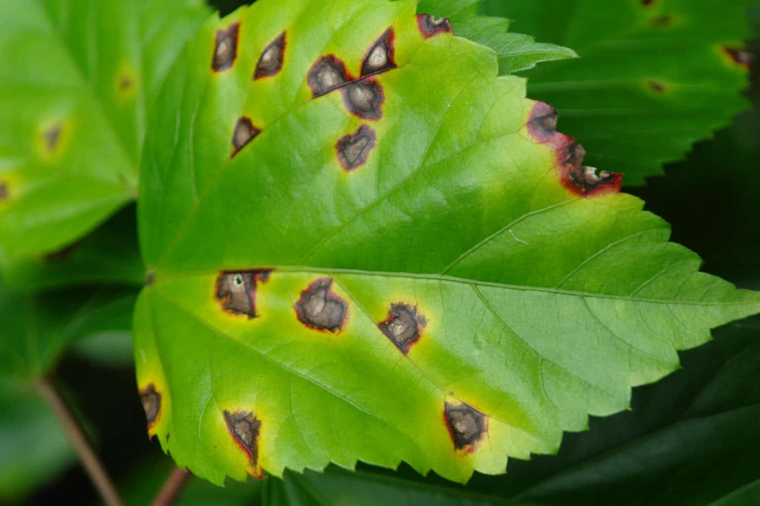 How to Treat Leaf Spot on Indoor Plants – Wekiva Foliage