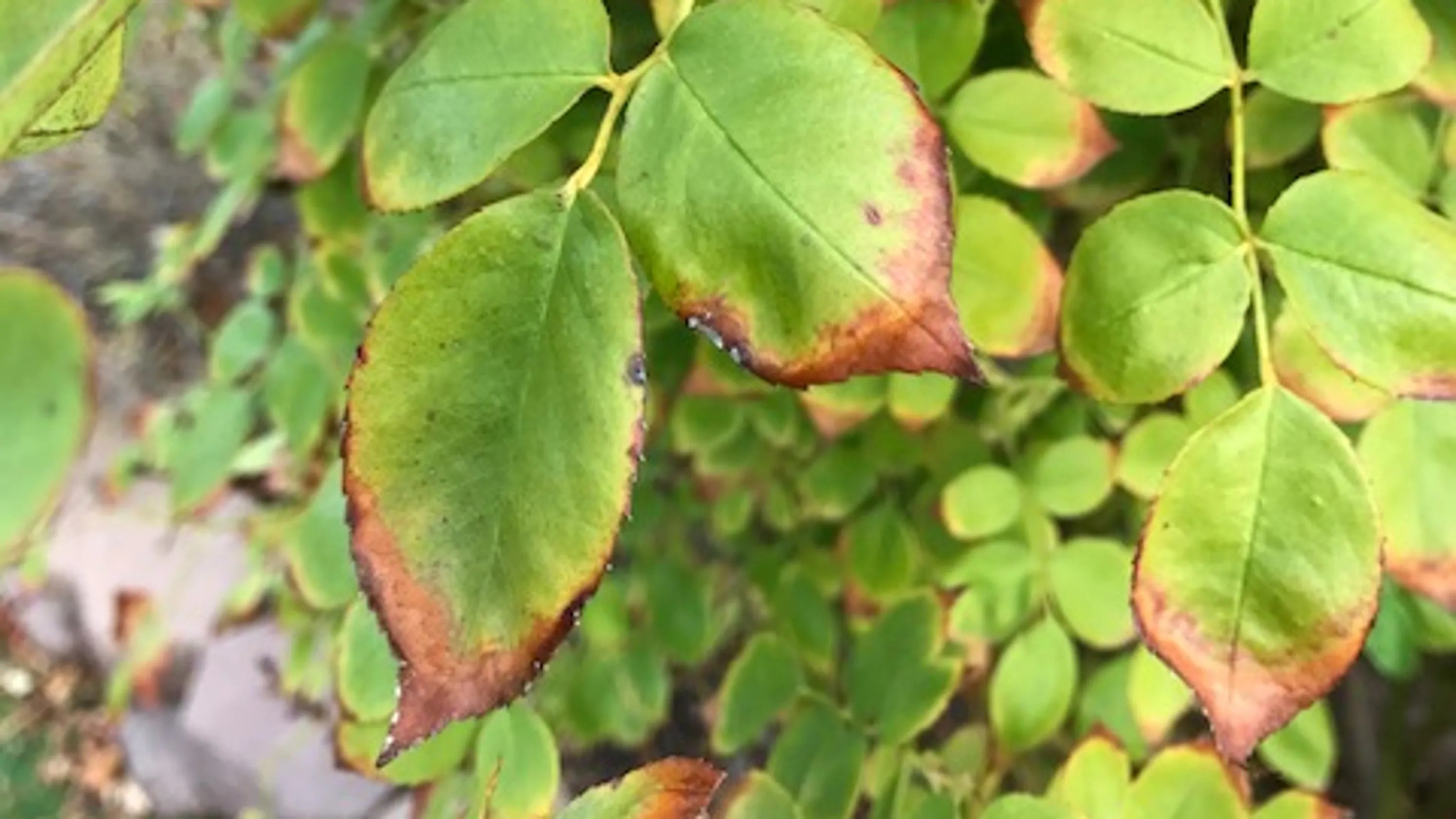 How to Identify and Prevent Leaf Tip Burn on Houseplants – Wekiva Foliage