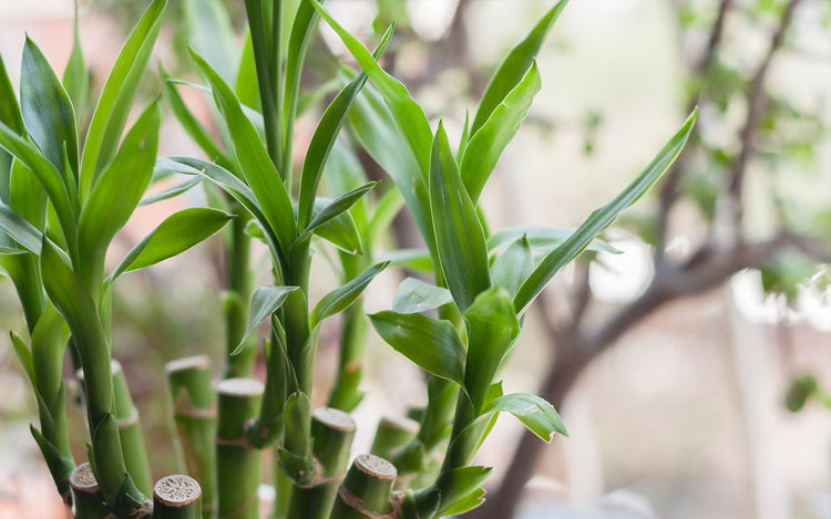 The Dos and Don’ts of Lucky Bamboo Care for Beginners – Wekiva Foliage