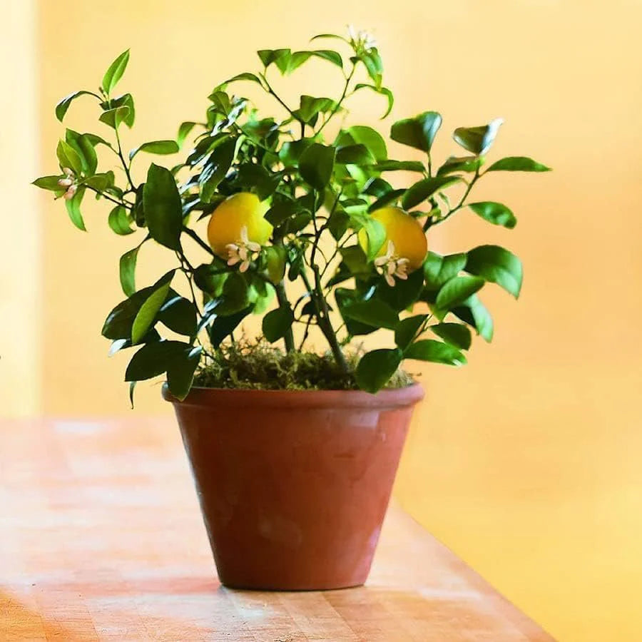 Secrets to Growing a Thriving Meyer Lemon Tree Indoors – Wekiva Foliage