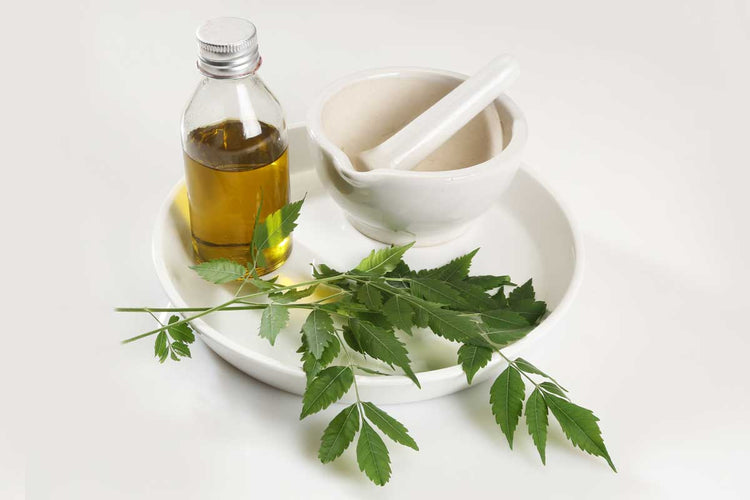 All About Neem Oil: A Natural Solution for Plant Care – Wekiva Foliage