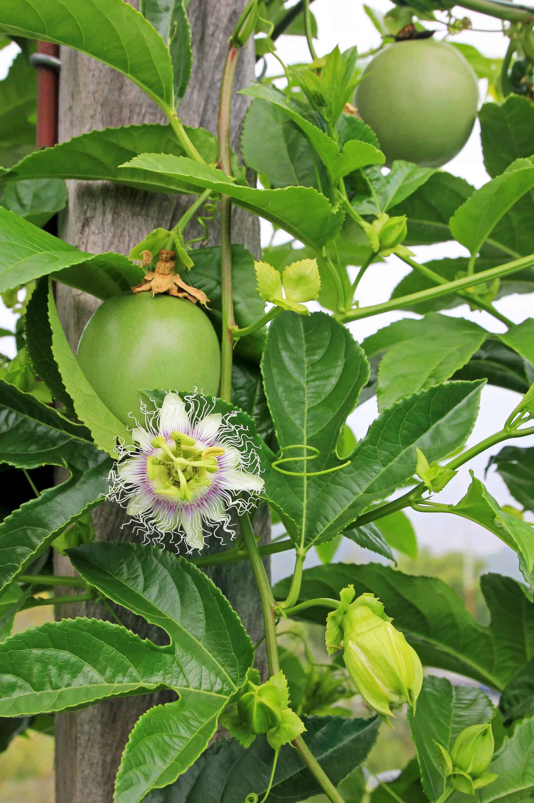 How to Plant Passion Fruit Vine – Wekiva Foliage
