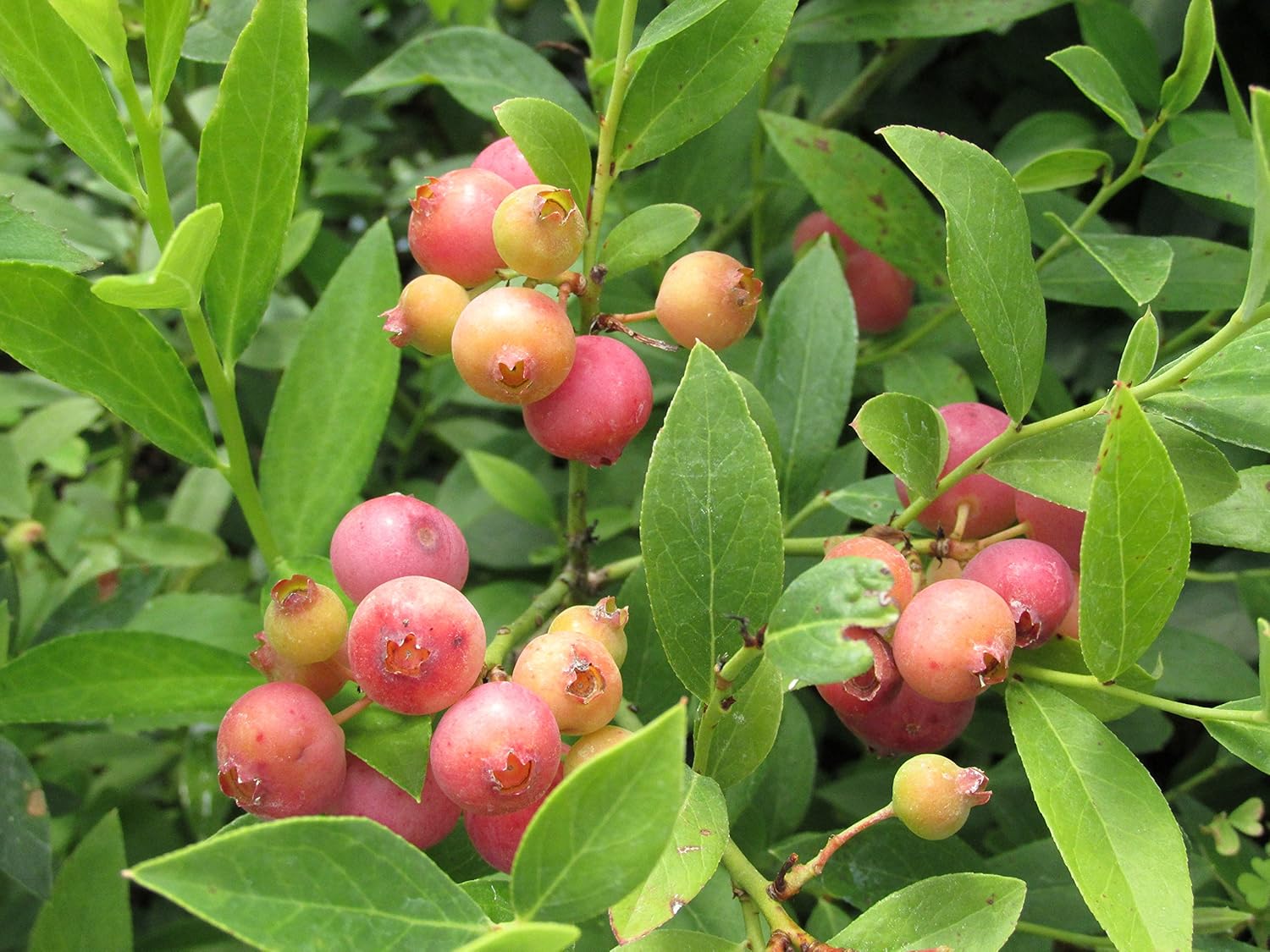 How to Care for Pink Lemonade Blueberry Plants: A Sweet Gardening Guid ...