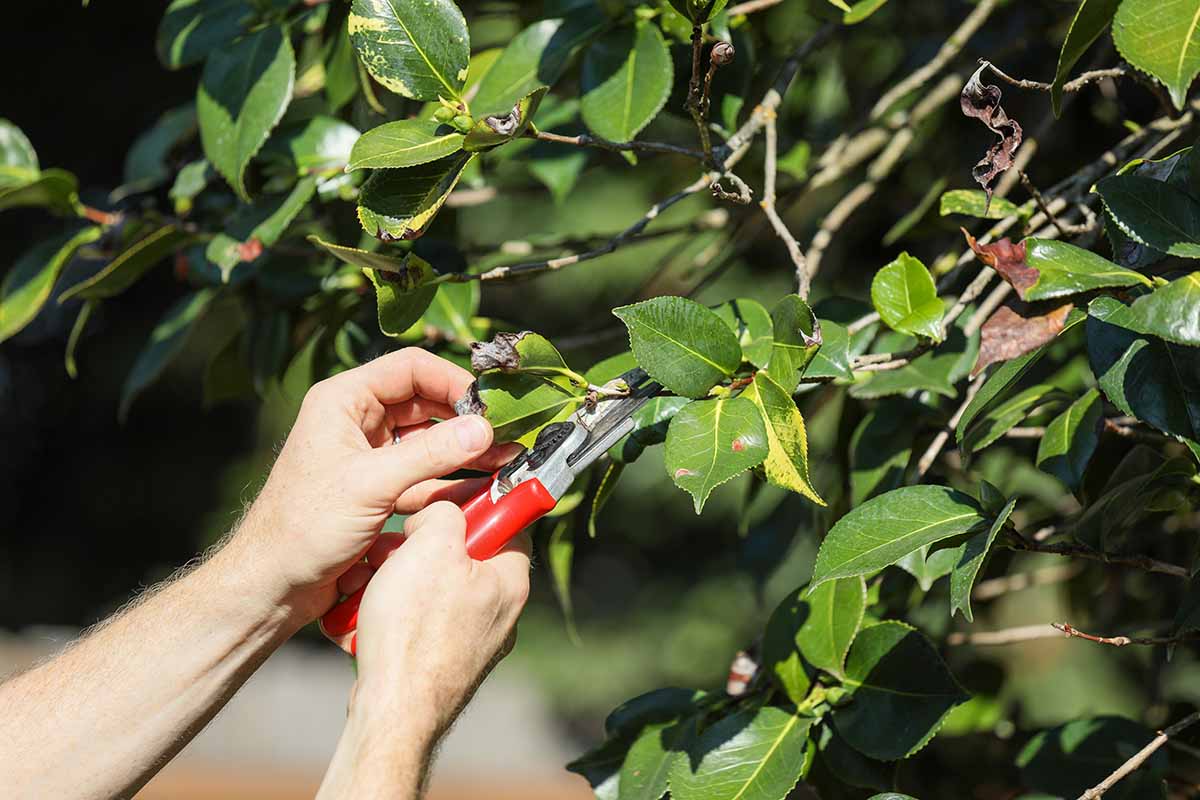 How to Trim and Prune Your Indoor Plants – Wekiva Foliage