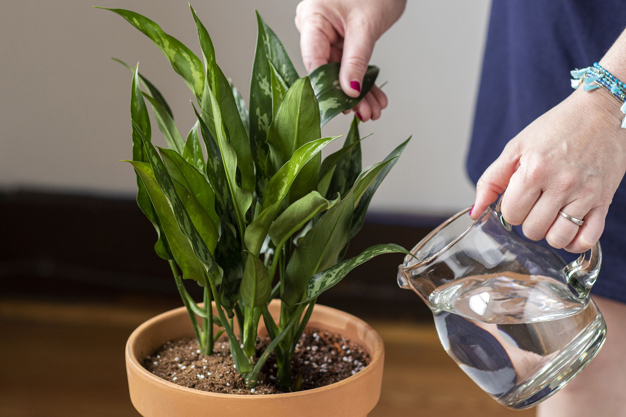 Recognizing the Signs of Overwatering in Plants – Wekiva Foliage