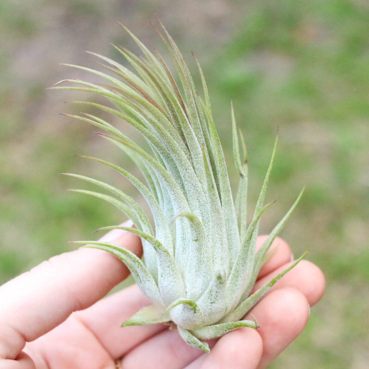 Keep Your Tillandsia Thriving Indoors – Wekiva Foliage