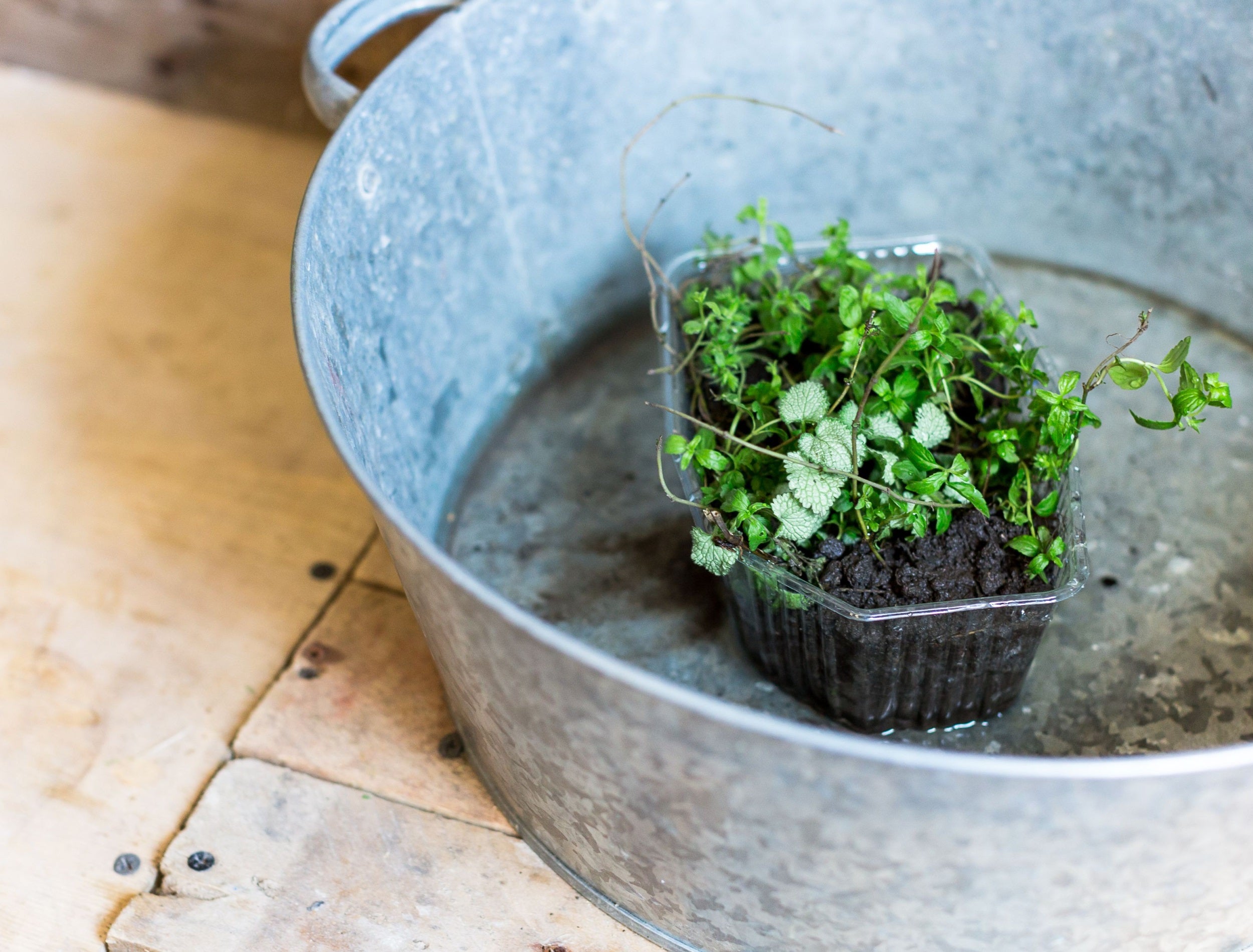 Top Watering vs. Bottom Watering: Which Method Is Best for Your Plants ...