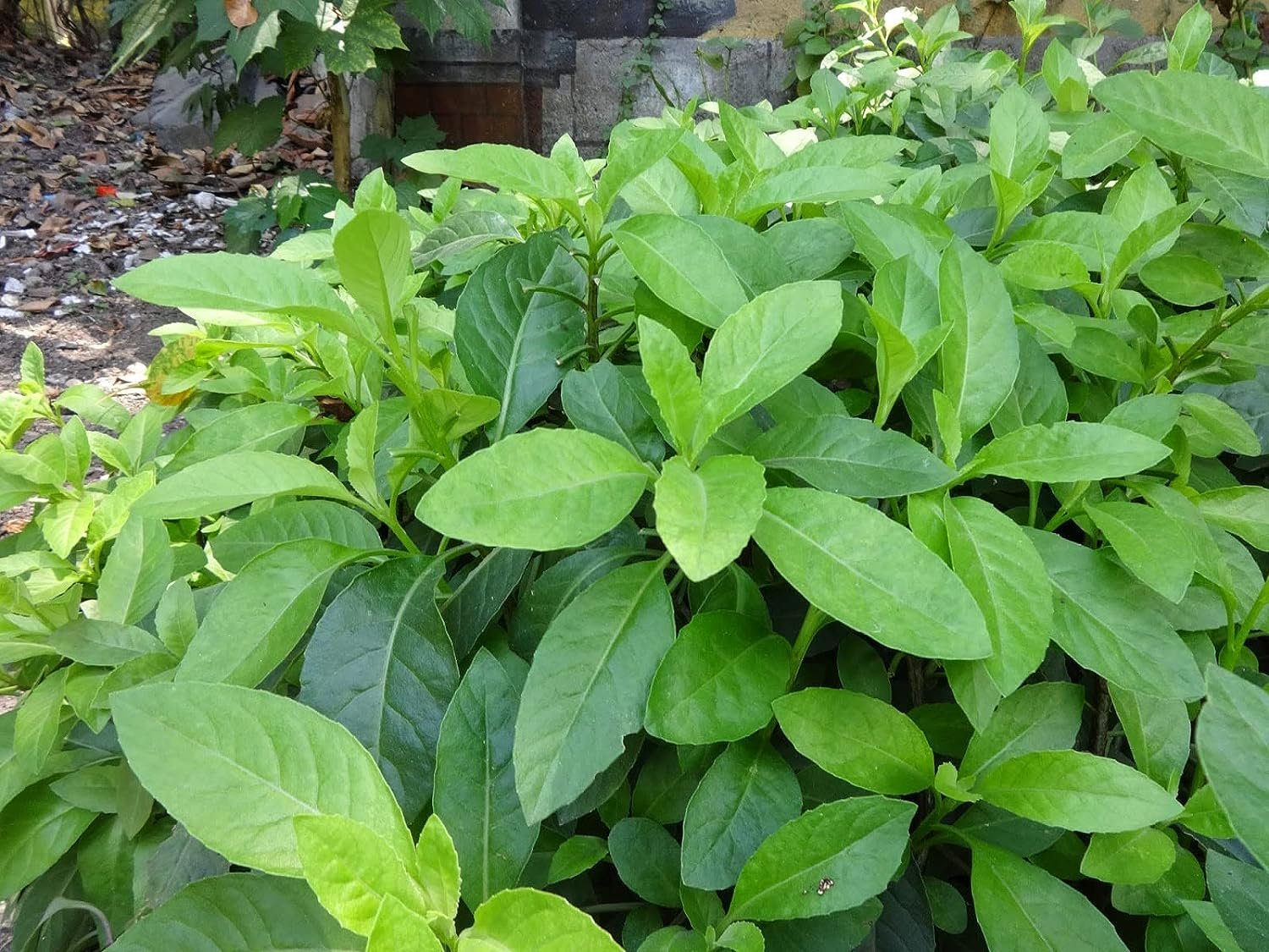 Benefits of Longevity Spinach: Where to Buy Gynura Procumbens and How ...