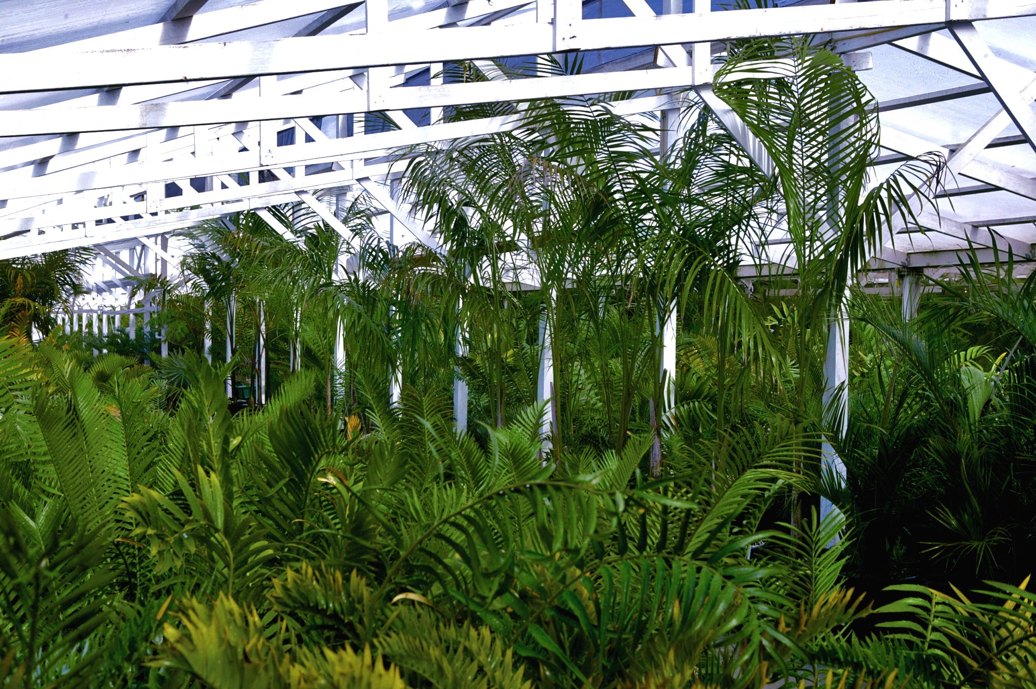 Palms – Wekiva Foliage