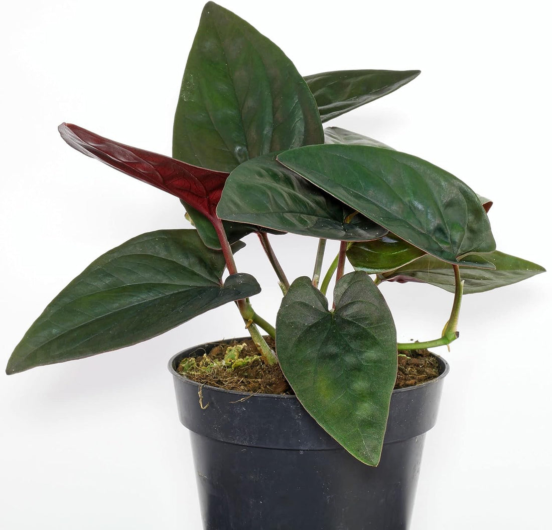 Syngonium Red Arrow - Live Plant in a 4 Inch Pot - Syngonium Erythroph ...