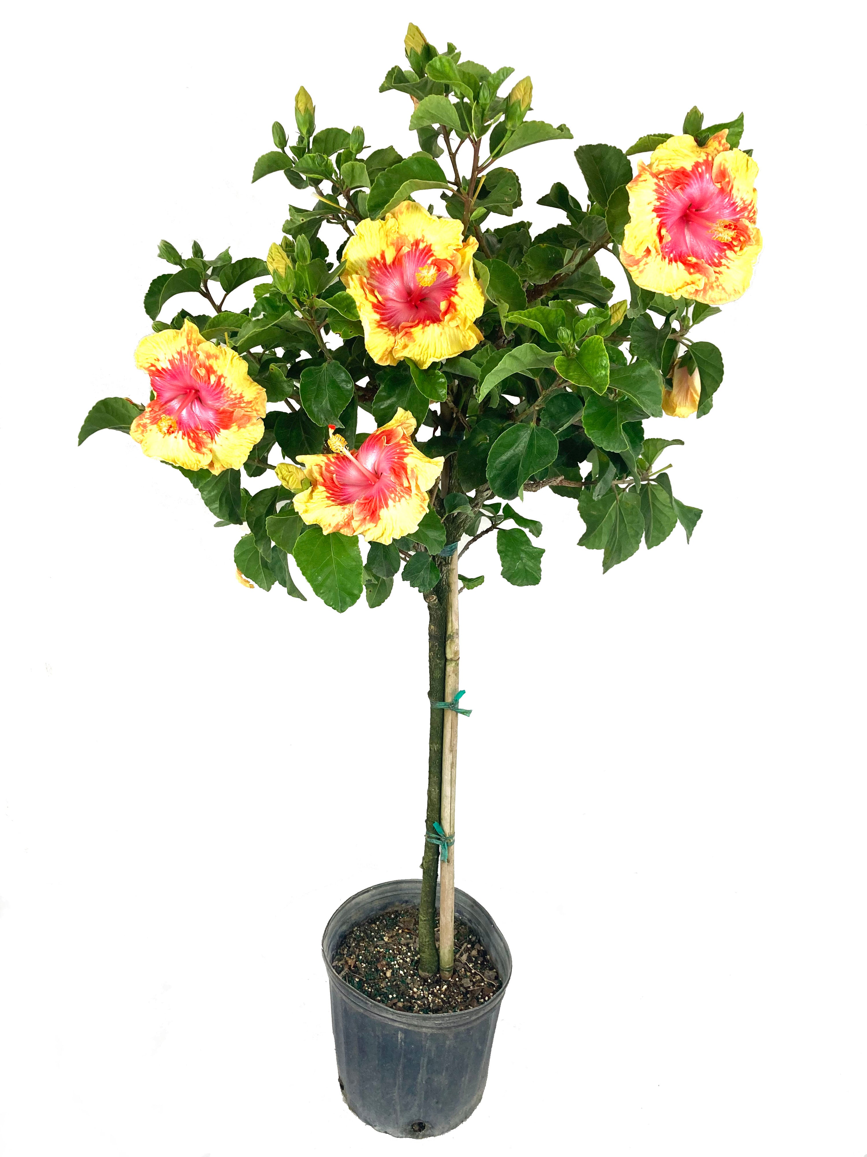 Hibiscus Moonwalk Tree - Live Plant in a 3 Gallon Pot - Standard - Hib ...