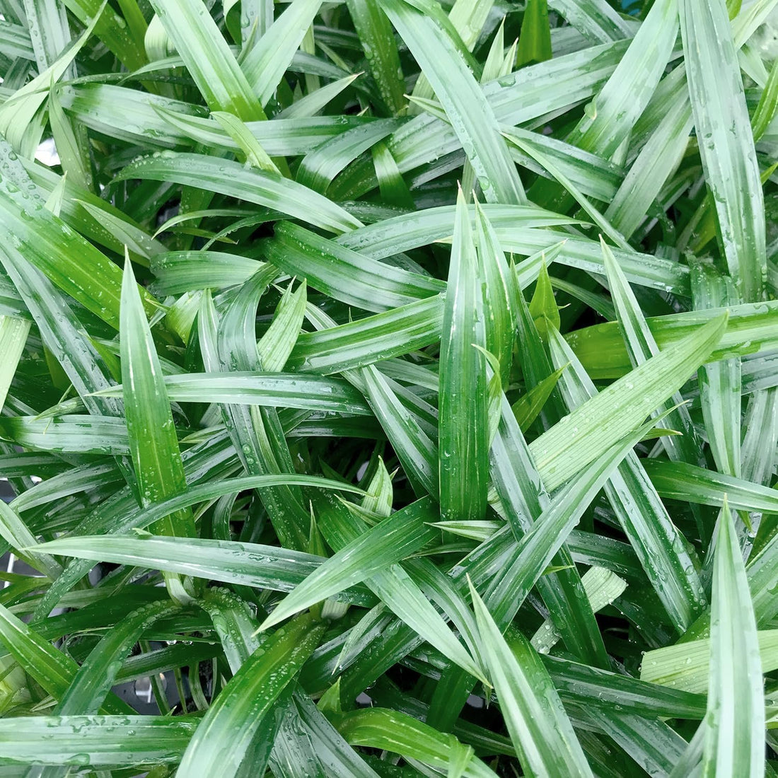 Pandan Plant - Live Plants in 4 Inch Pots - Pandanus Amaryllifolius ...